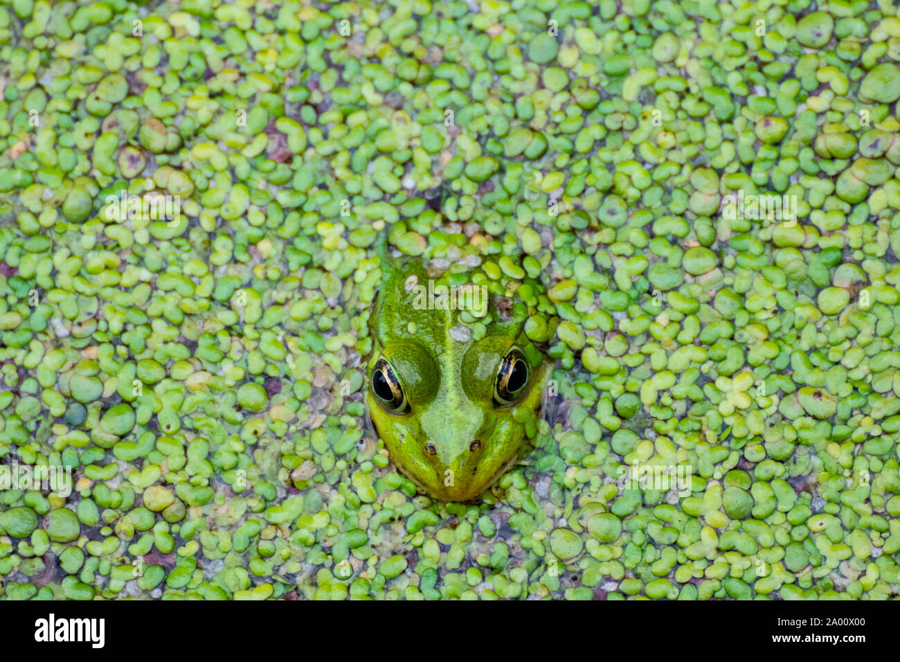 Green frog, Common water frog, Schleswig-Holstein, Germany, (Pelophylax ...