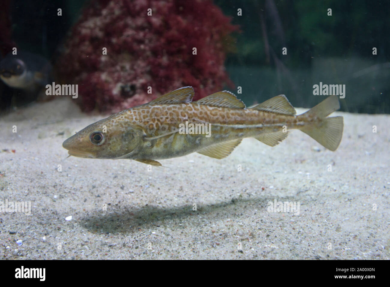 One atlantic center hi-res stock photography and images - Alamy