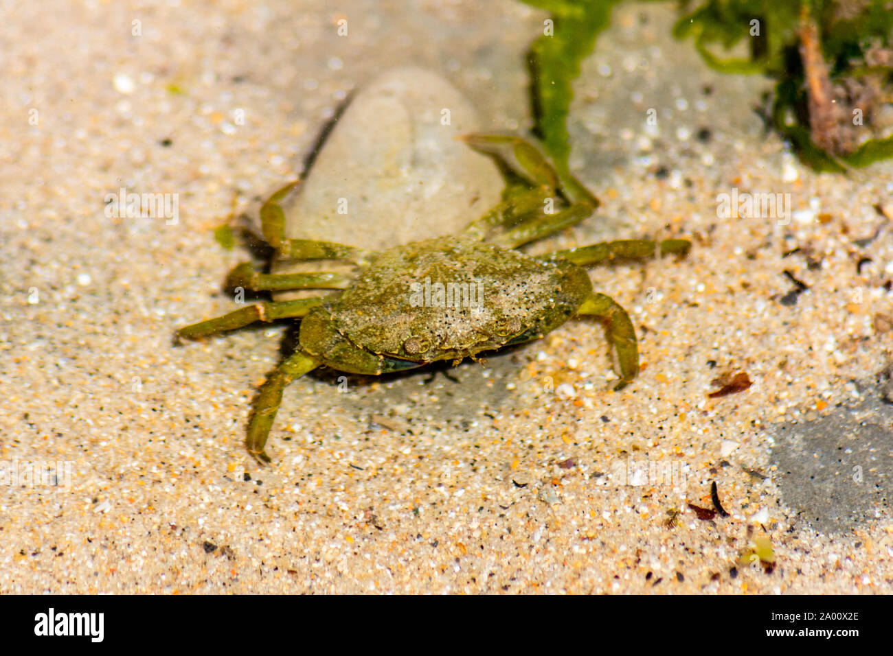 Carcinus maenas a common littoral crab,shore crab, green crab or ...