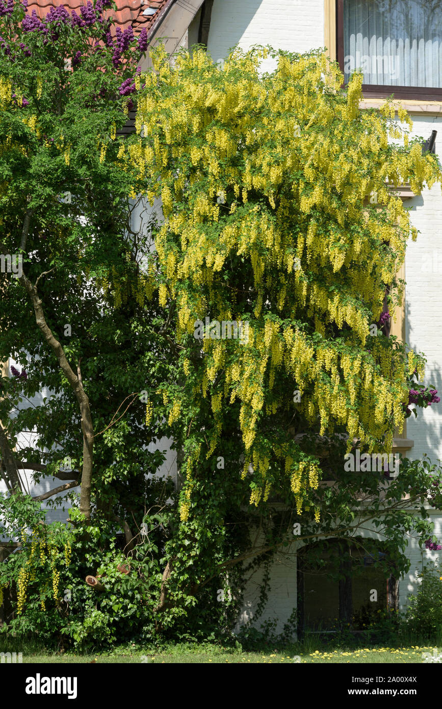 Leguminosae golden chain tree laburnum hi-res stock photography and ...