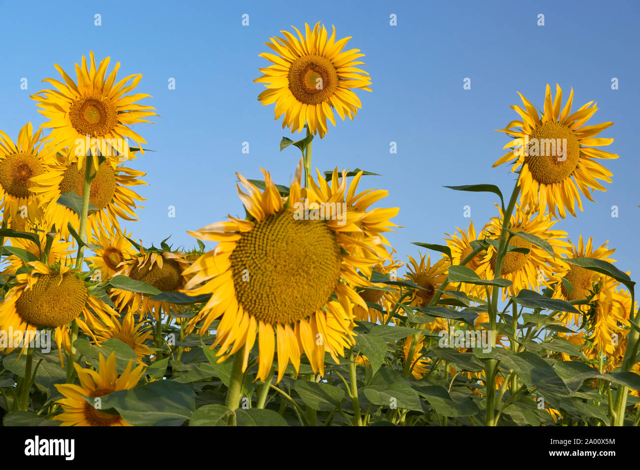 Andalusia spain sunflower hi-res stock photography and images - Alamy
