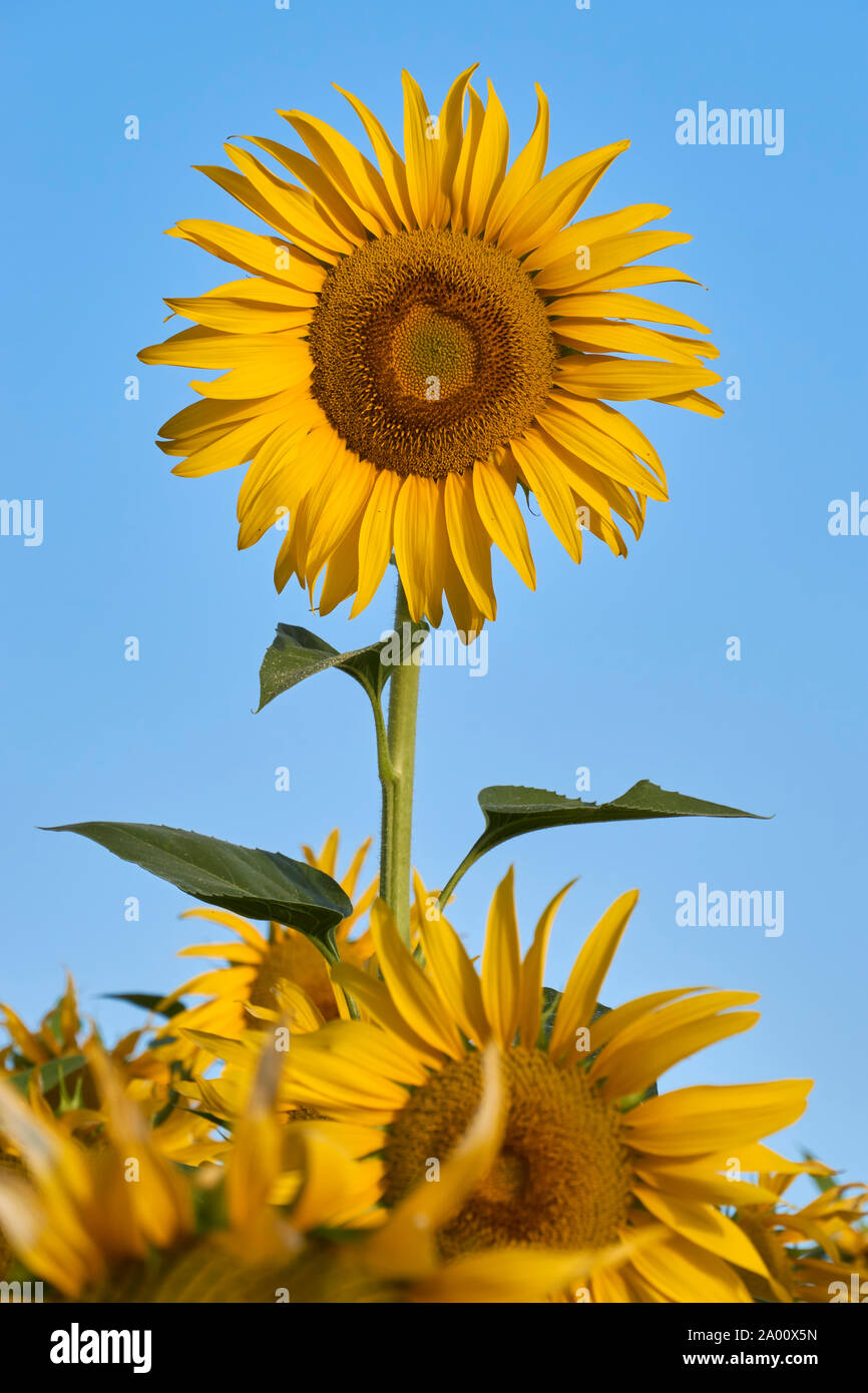 Field of sunflowers in Malaga, Andalusia. Spain Stock Photo - Alamy