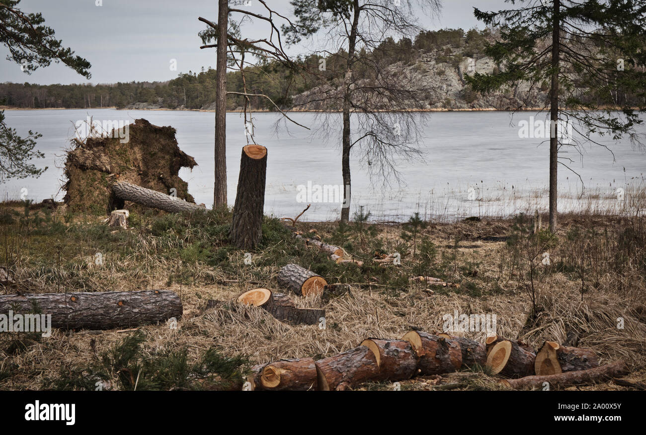 Uprooted tree hi-res stock photography and images - Alamy