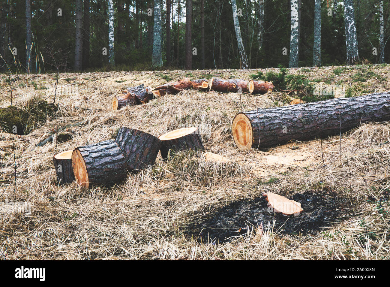 Ashes from burnt out fire, cut logs and forest, Bjorno Nature Reserve ...