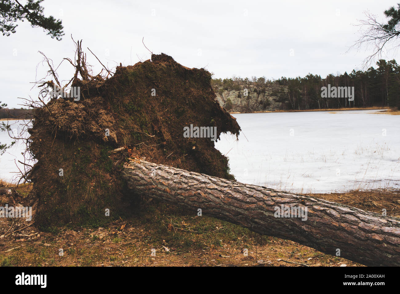 Scandinavian great grey hi-res stock photography and images - Alamy
