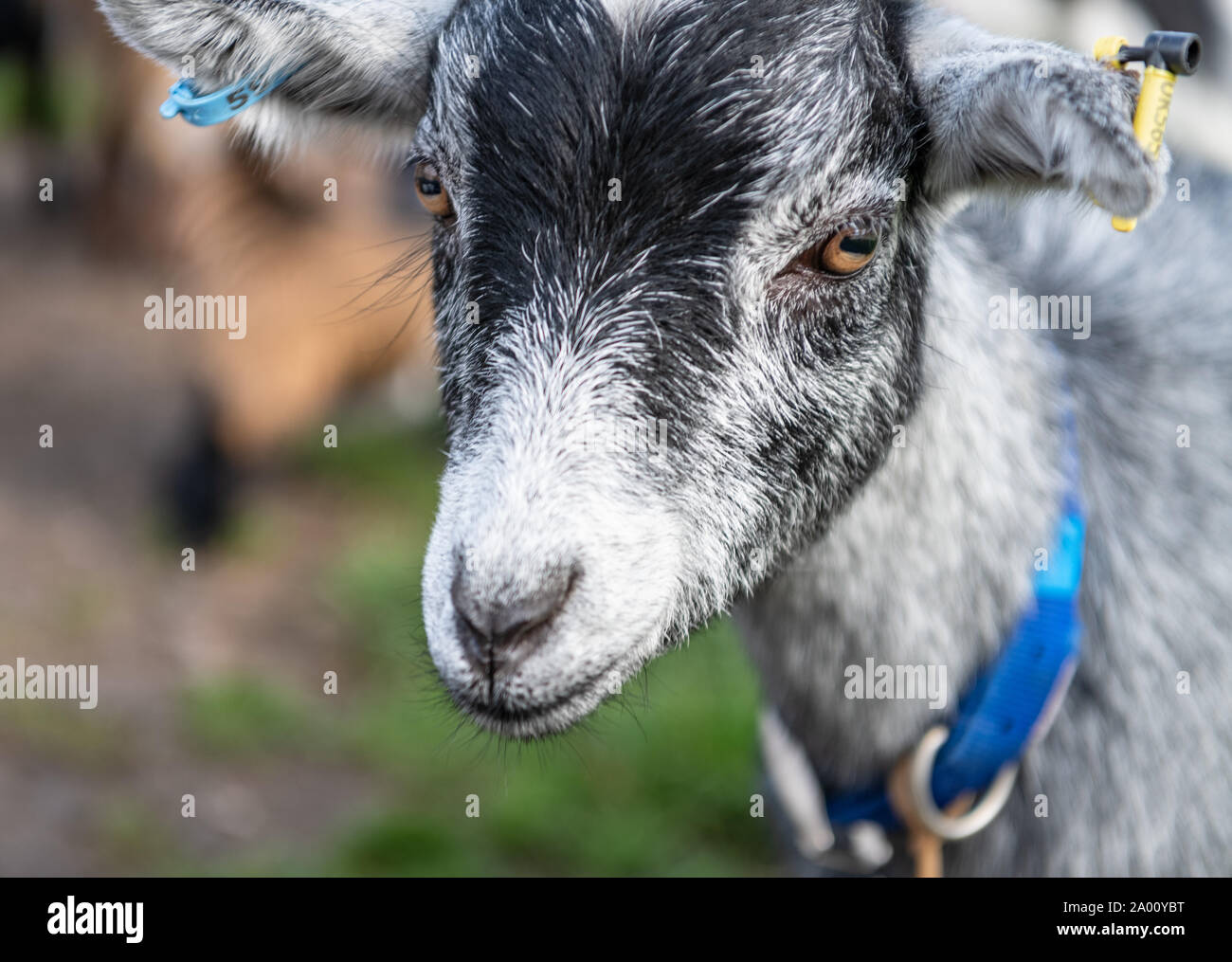Pygmy goat Portrait Stock Photo - Alamy