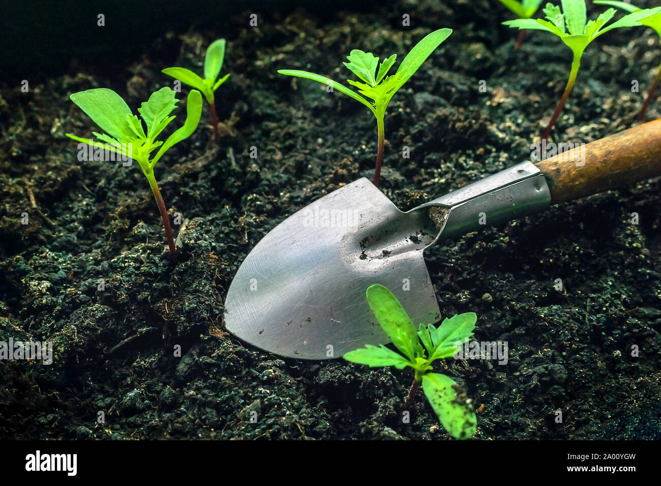 Marigold sprout hi-res stock photography and images - Alamy
