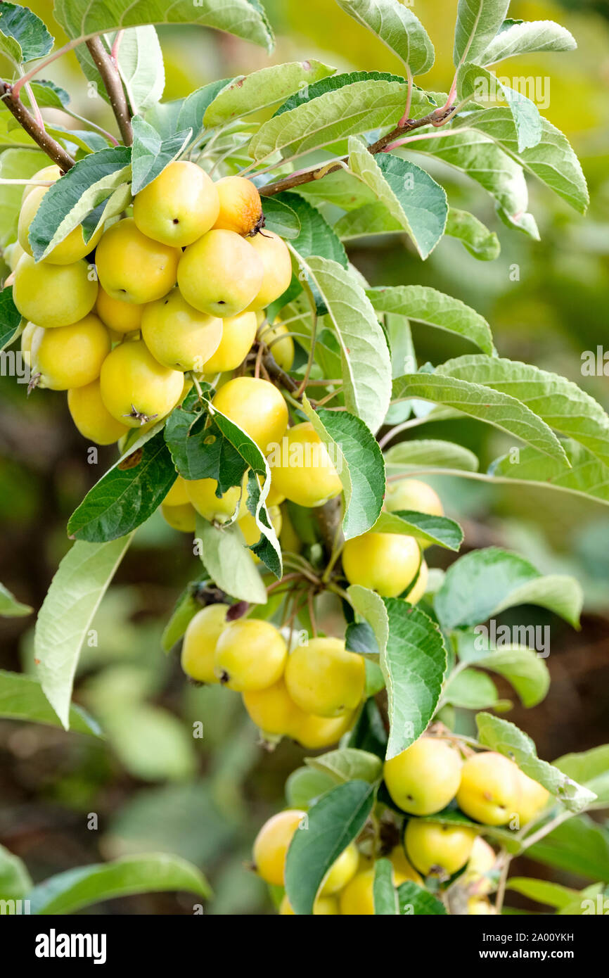 Yellow crab apple fruits malus hi-res stock photography and images - Alamy