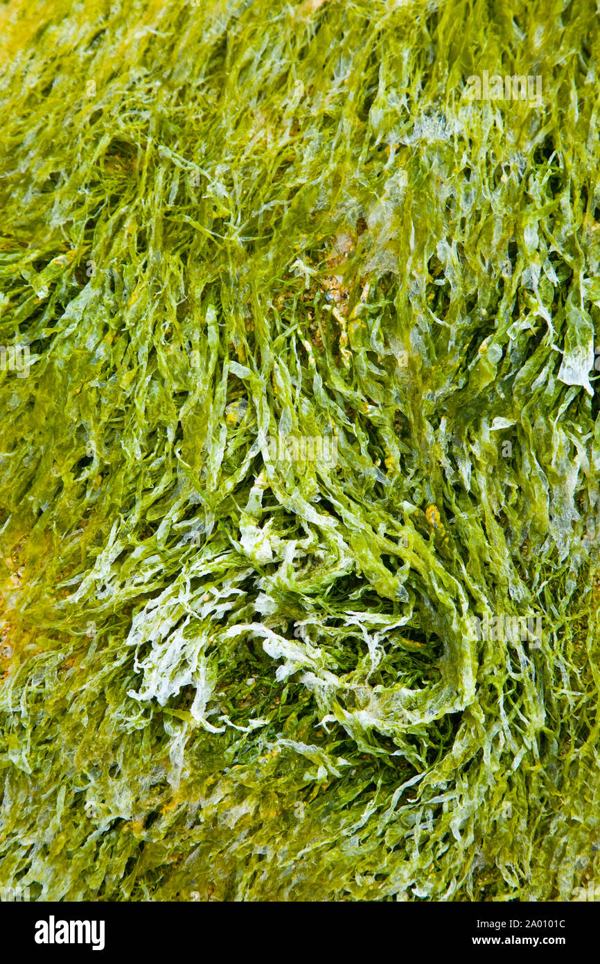 Playa scarista hi-res stock photography and images - Alamy