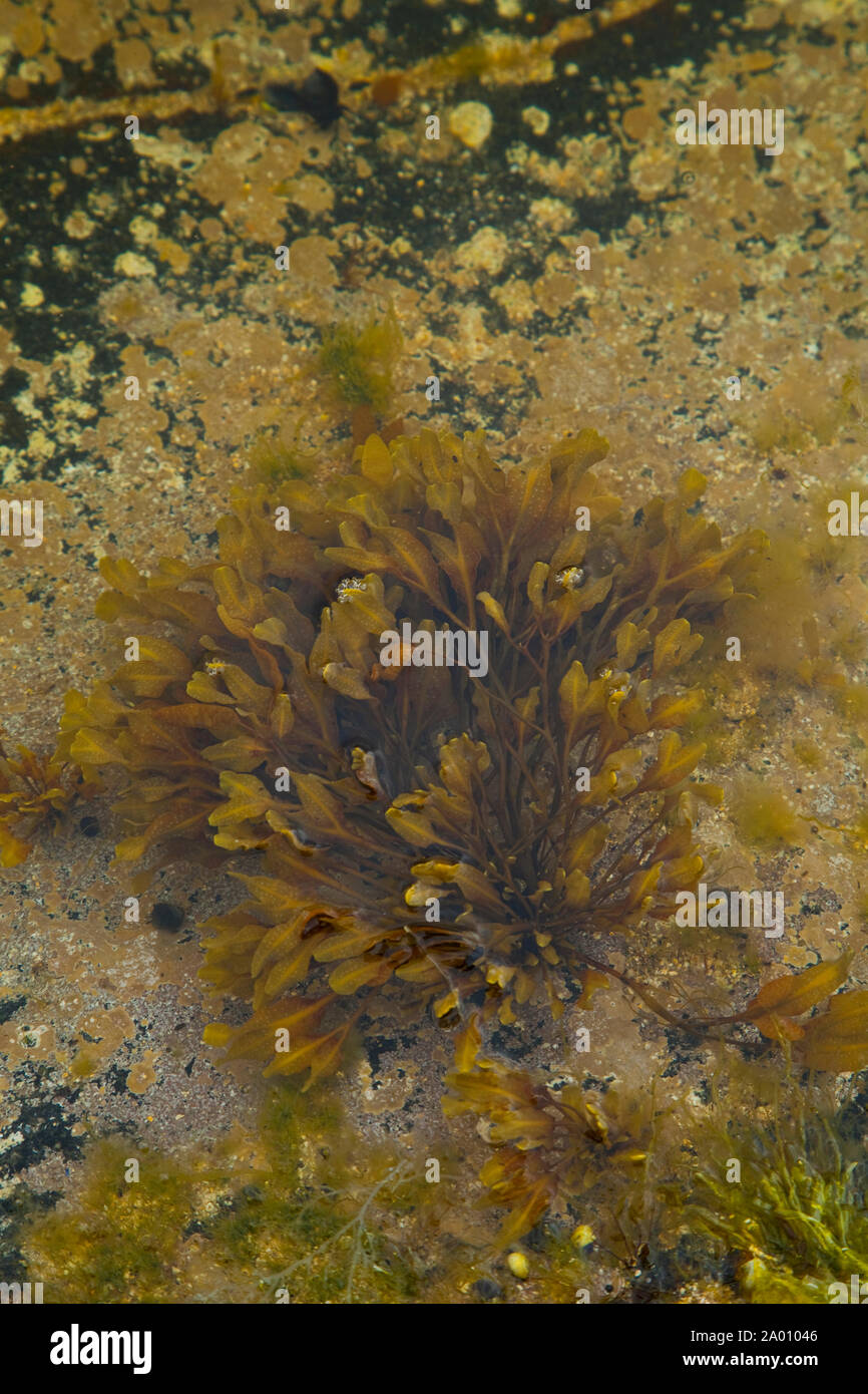 Playa de Scarista Beach. Sound of Taransay. South Harris Island. Outer ...