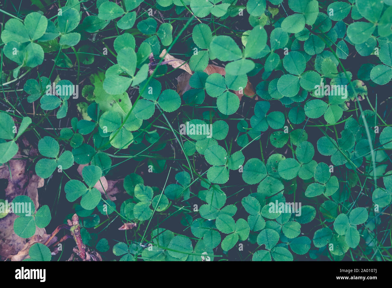 Green grass texture. Outdoor lawn field background. Clear grassland ...