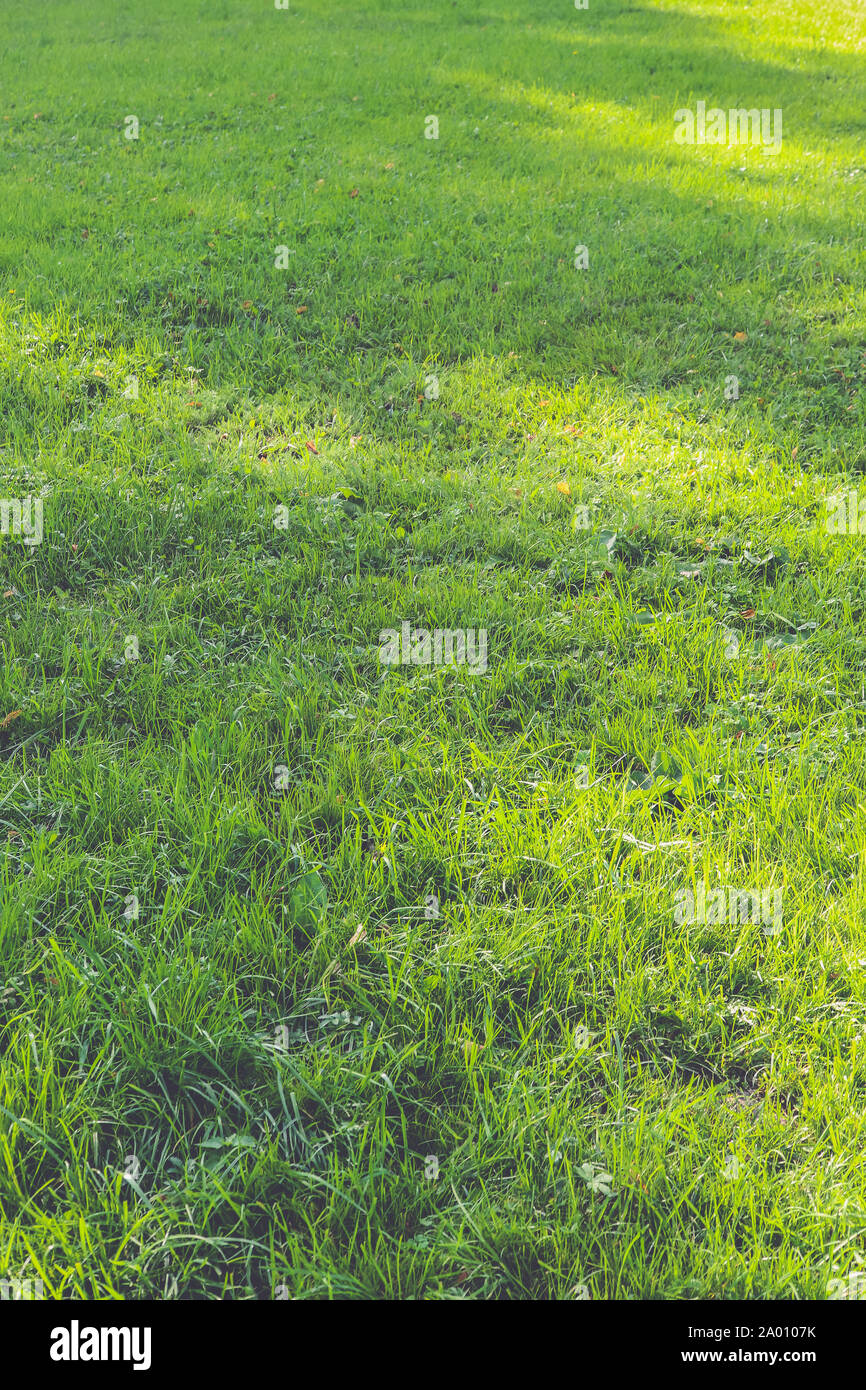 Nature summer wallpaper. Green grass texture. Outdoor lawn field ...