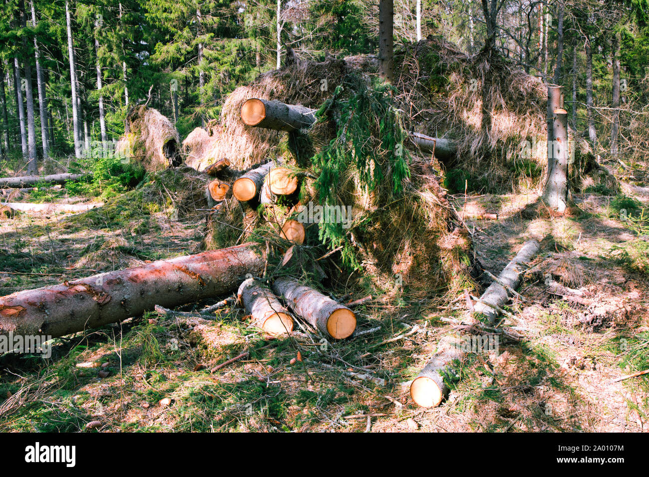Fallen trees hi-res stock photography and images - Alamy