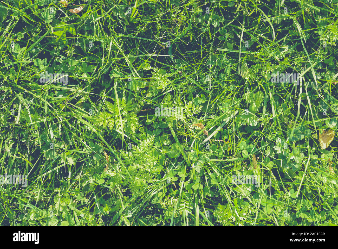 Grassland backdrop hi-res stock photography and images - Alamy