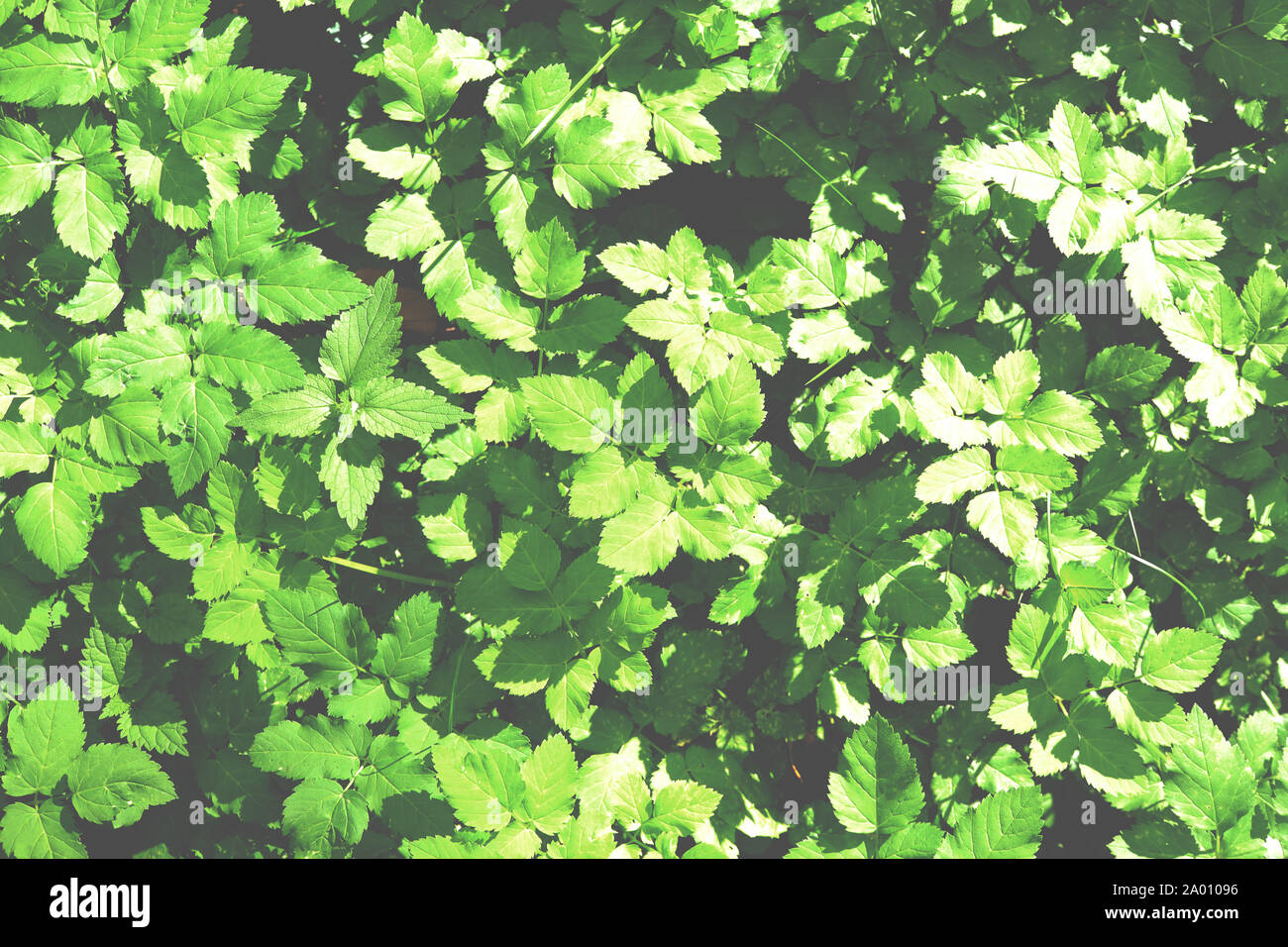 Nature summer wallpaper. Green grass texture. Outdoor lawn field ...