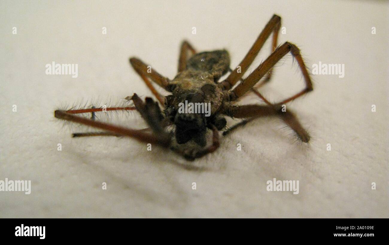 Macro of Dead and dried Spider with hairy legs Stock Photo - Alamy