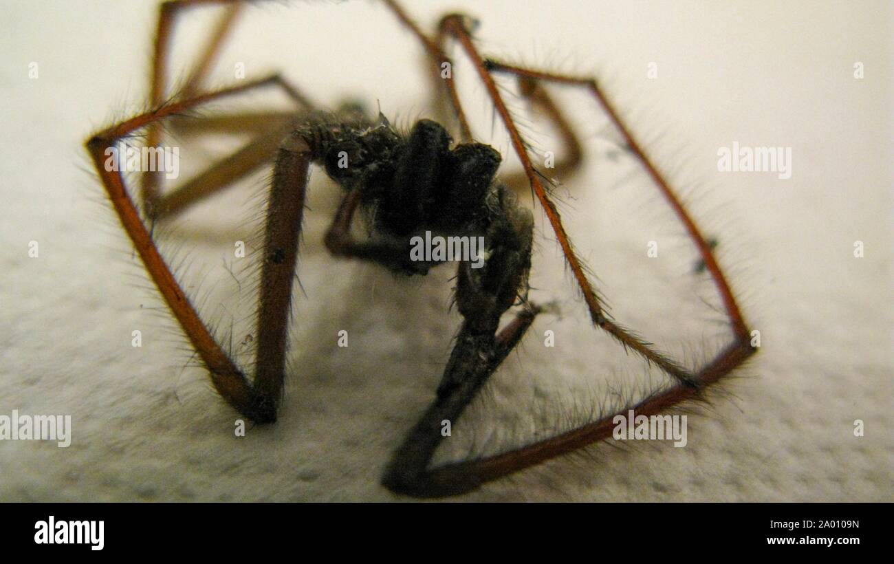 Dry spider hi-res stock photography and images - Alamy