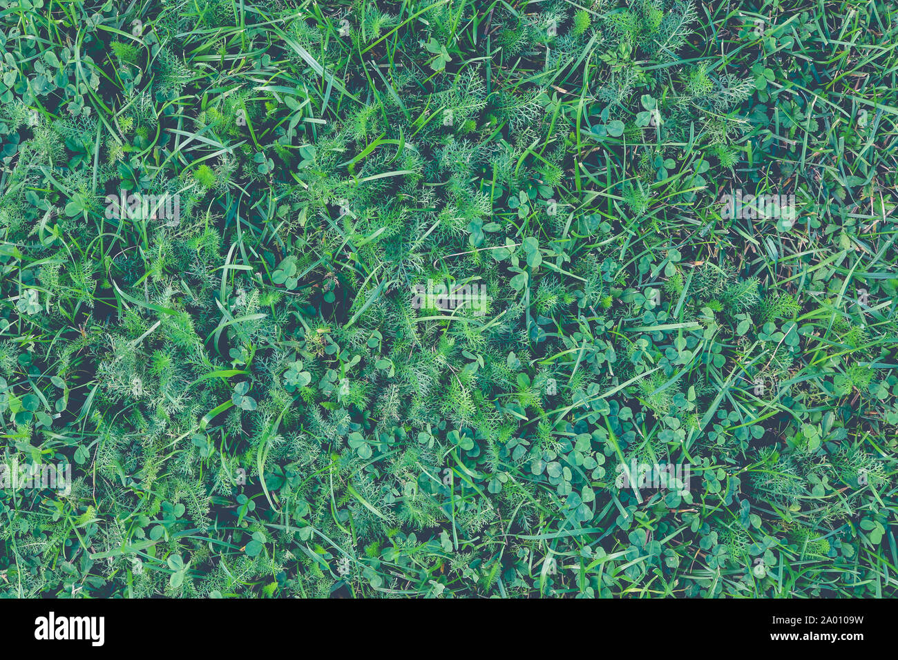 Clear grassland backdrop. Nature summer wallpaper. Green grass texture ...