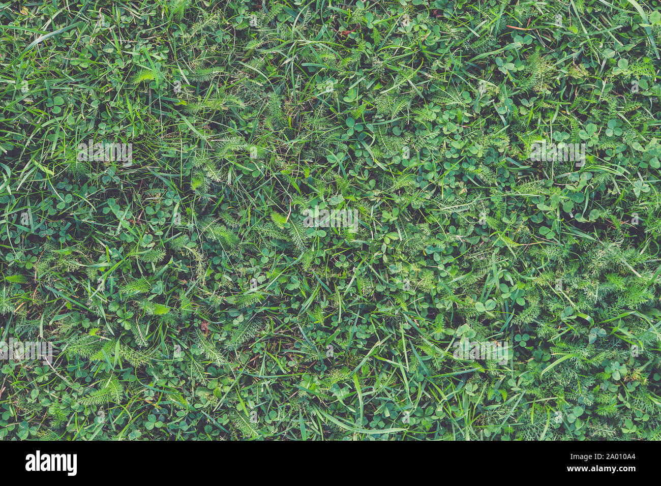 Nature summer wallpaper. Green grass texture. Outdoor lawn field ...