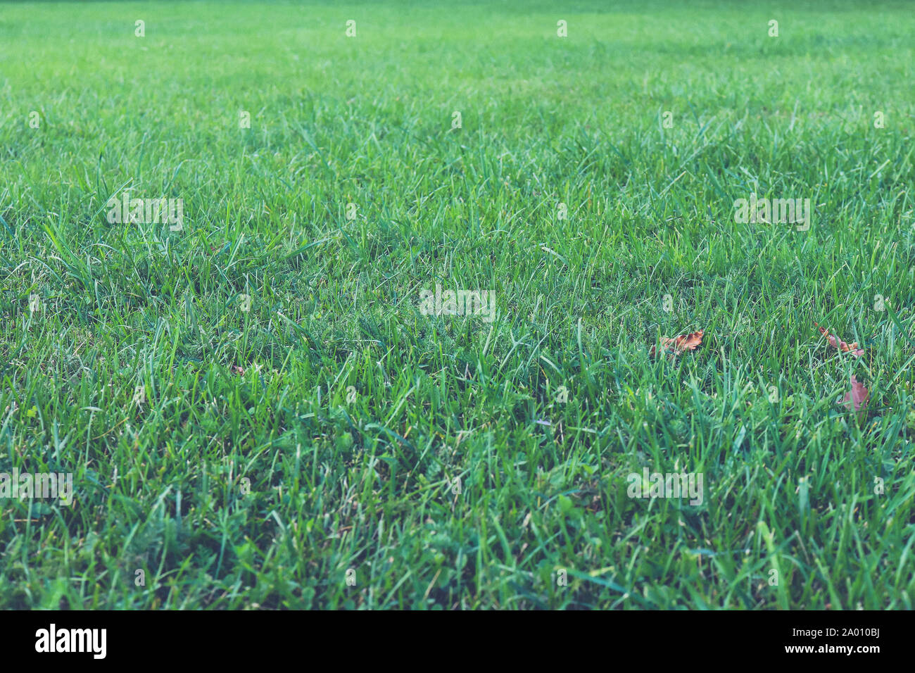 Grassland backdrop hi-res stock photography and images - Alamy