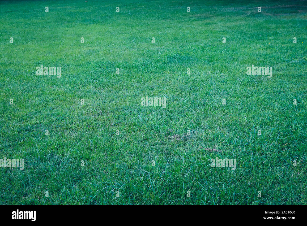 Clear grassland backdrop. Nature summer wallpaper. Green grass texture ...