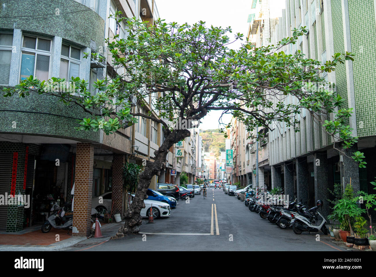 Big tree residential house hi-res stock photography and images - Alamy