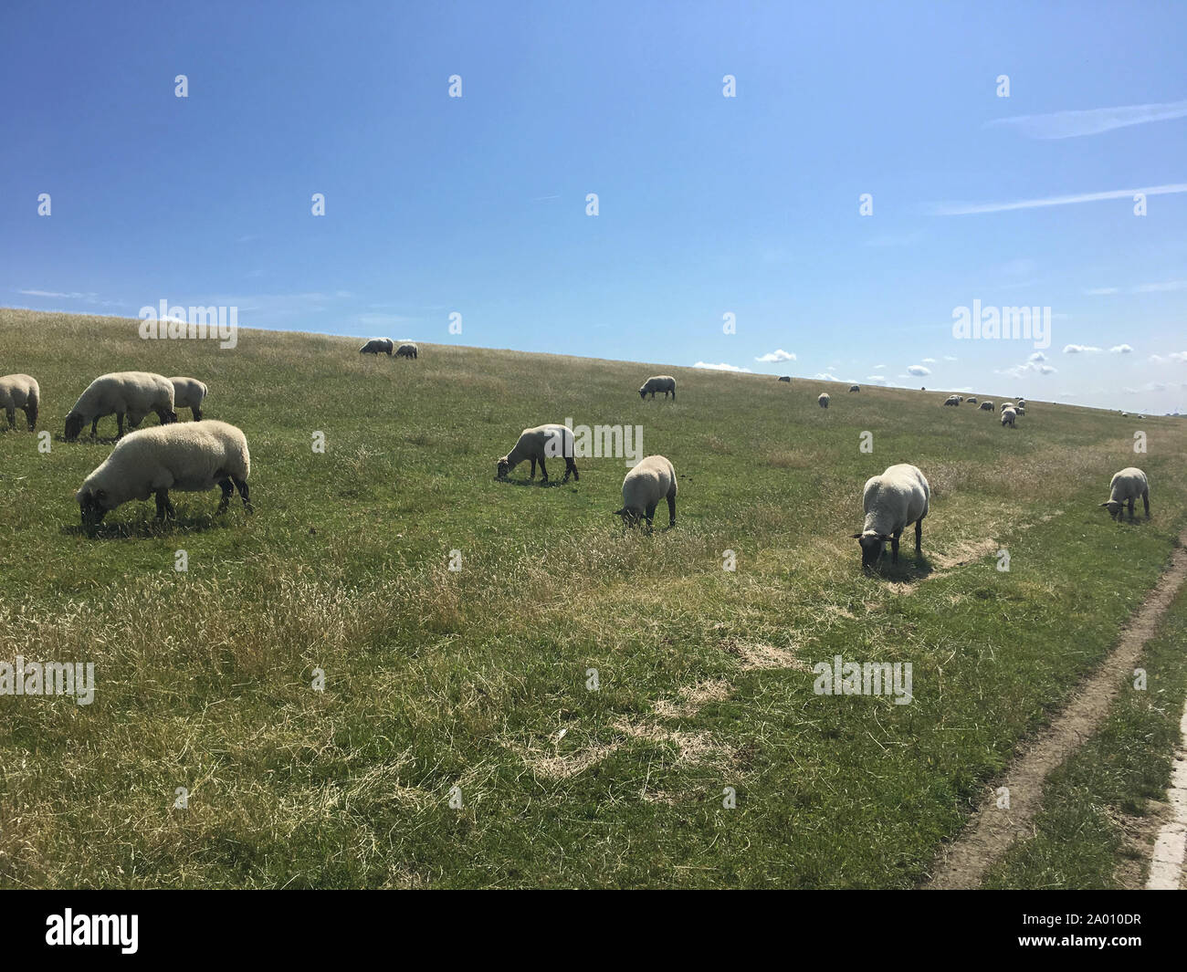 North sea water grazing sheep hi-res stock photography and images - Alamy