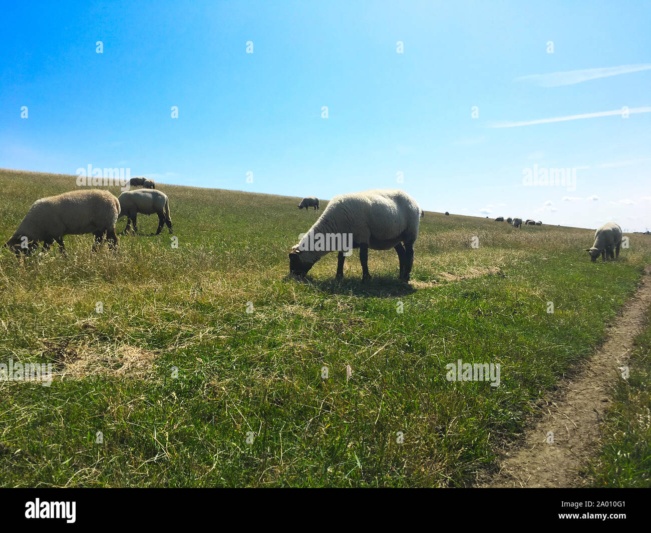 North sea water grazing sheep hi-res stock photography and images - Alamy