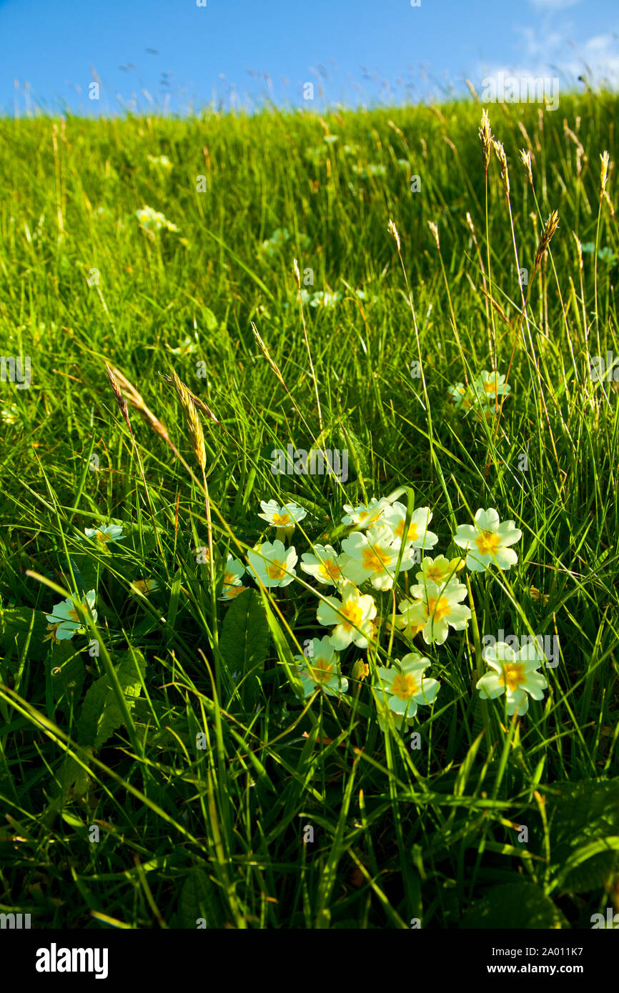 Primula sp hi-res stock photography and images - Alamy