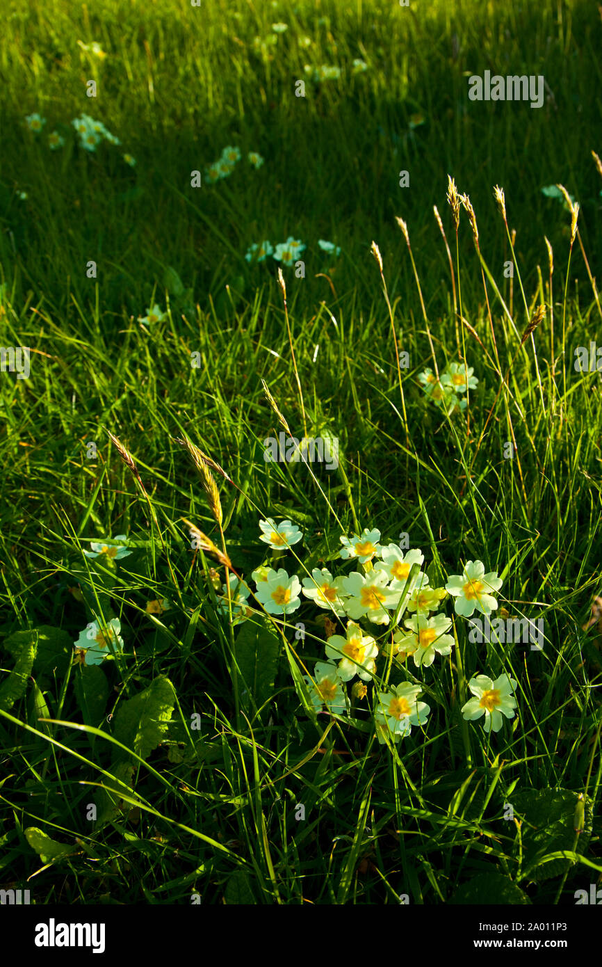 Primula sp hi-res stock photography and images - Alamy
