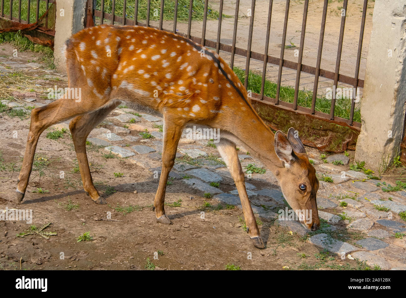 Kharkiv Zoo is the state zoological park in Kharkiv, the oldest in ...