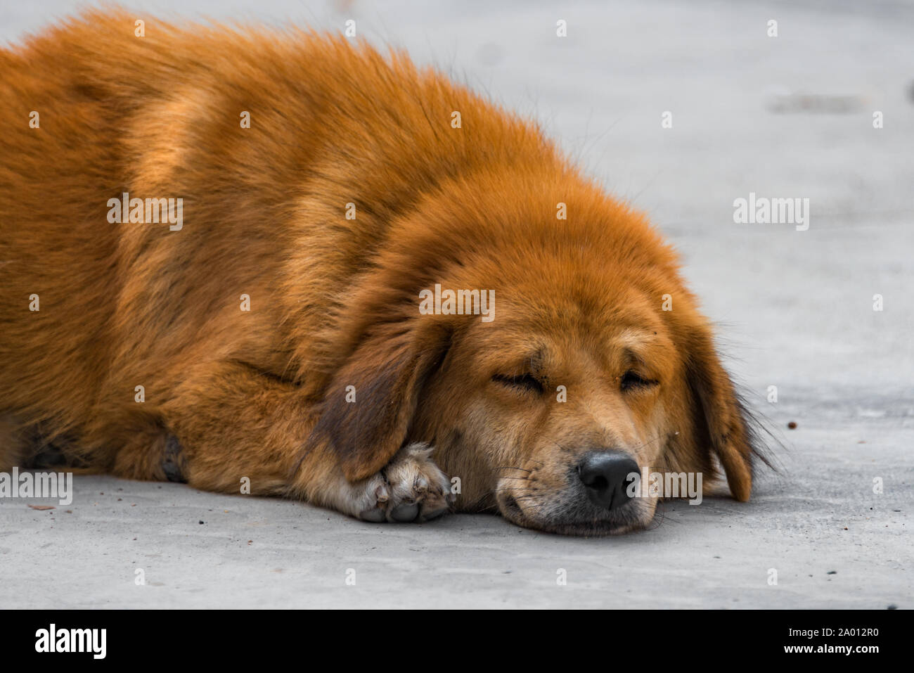 Homeless stray dog hi-res stock photography and images - Alamy