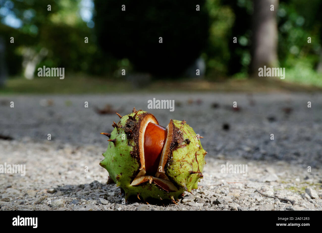 chestnut on the floor in half-opened prickly shell Stock Photo - Alamy