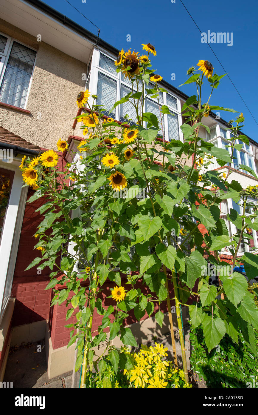 Sunflowers in front of a house hi-res stock photography and images - Alamy