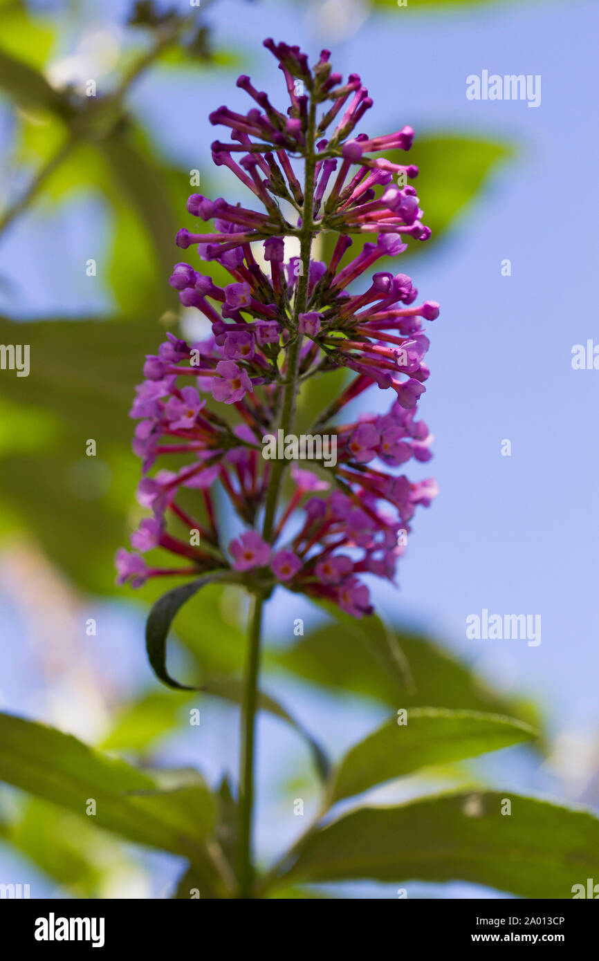 Buddleia flowering hi-res stock photography and images - Alamy
