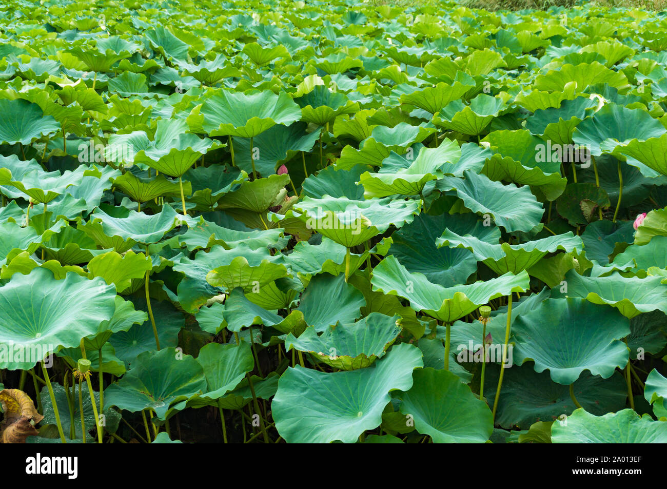 Beautiful green foliage texture of lotus flower leaves. Nature ...