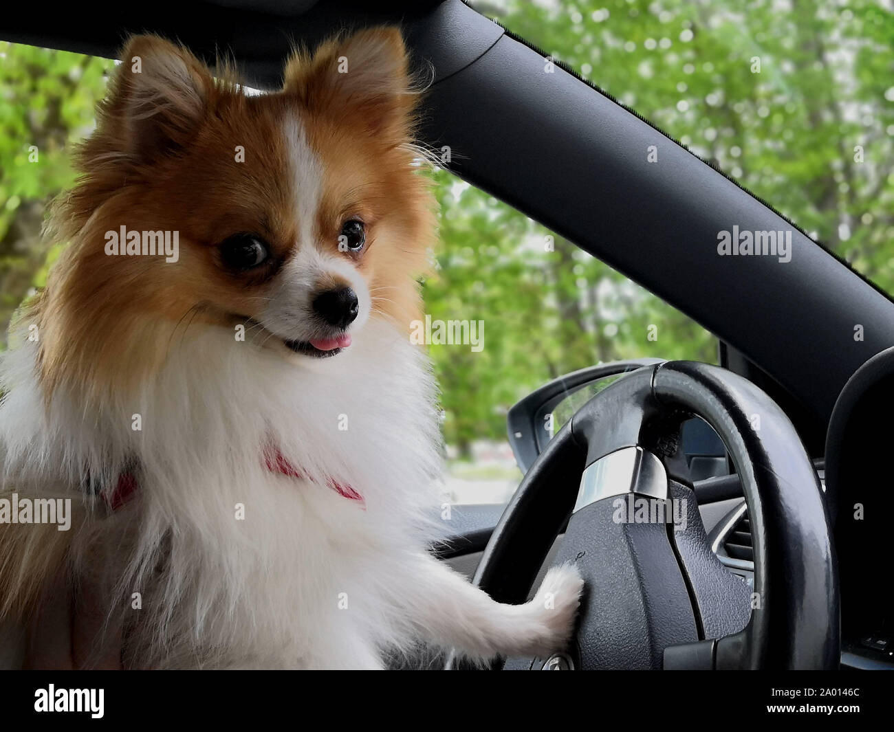 Can P Platers Drive With Dogs