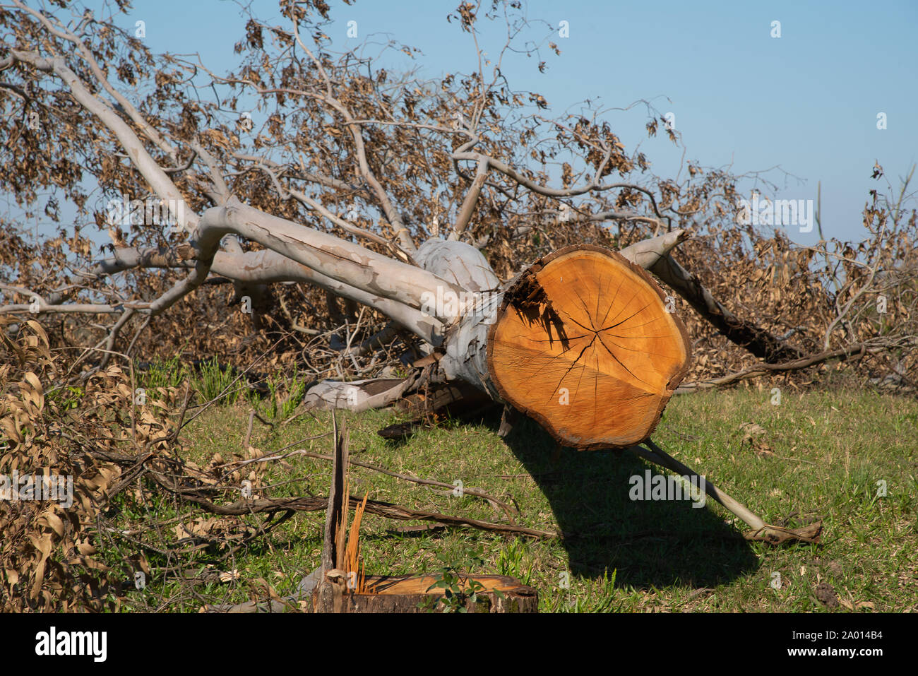 Eucalyptus tree trunk section hi-res stock photography and images - Alamy
