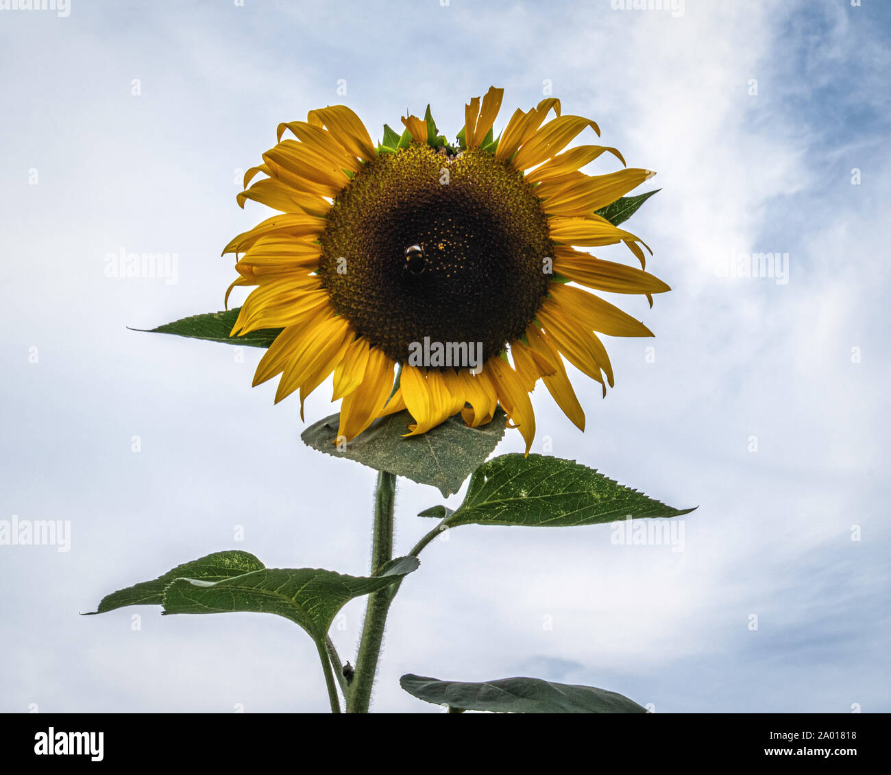 Battered flower hi-res stock photography and images - Alamy