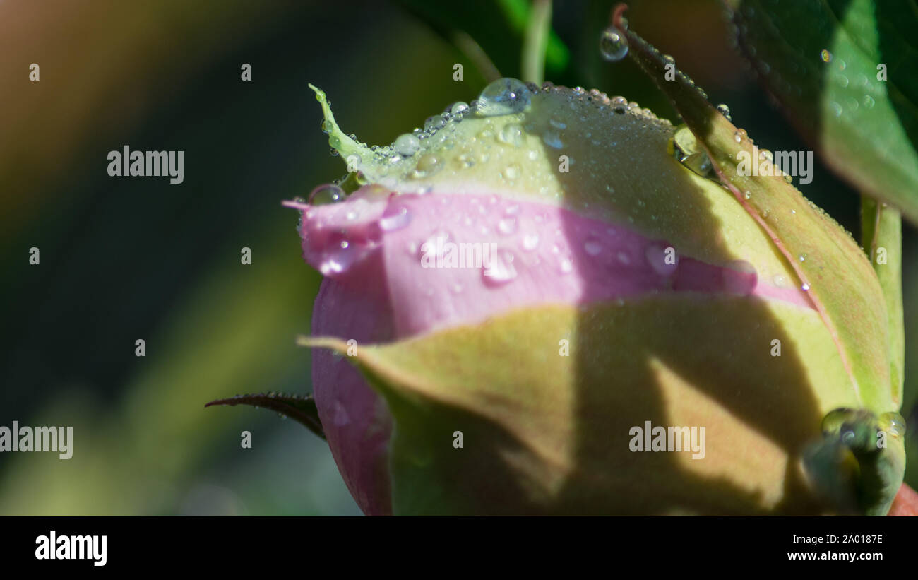Pink tree peony hi-res stock photography and images - Alamy