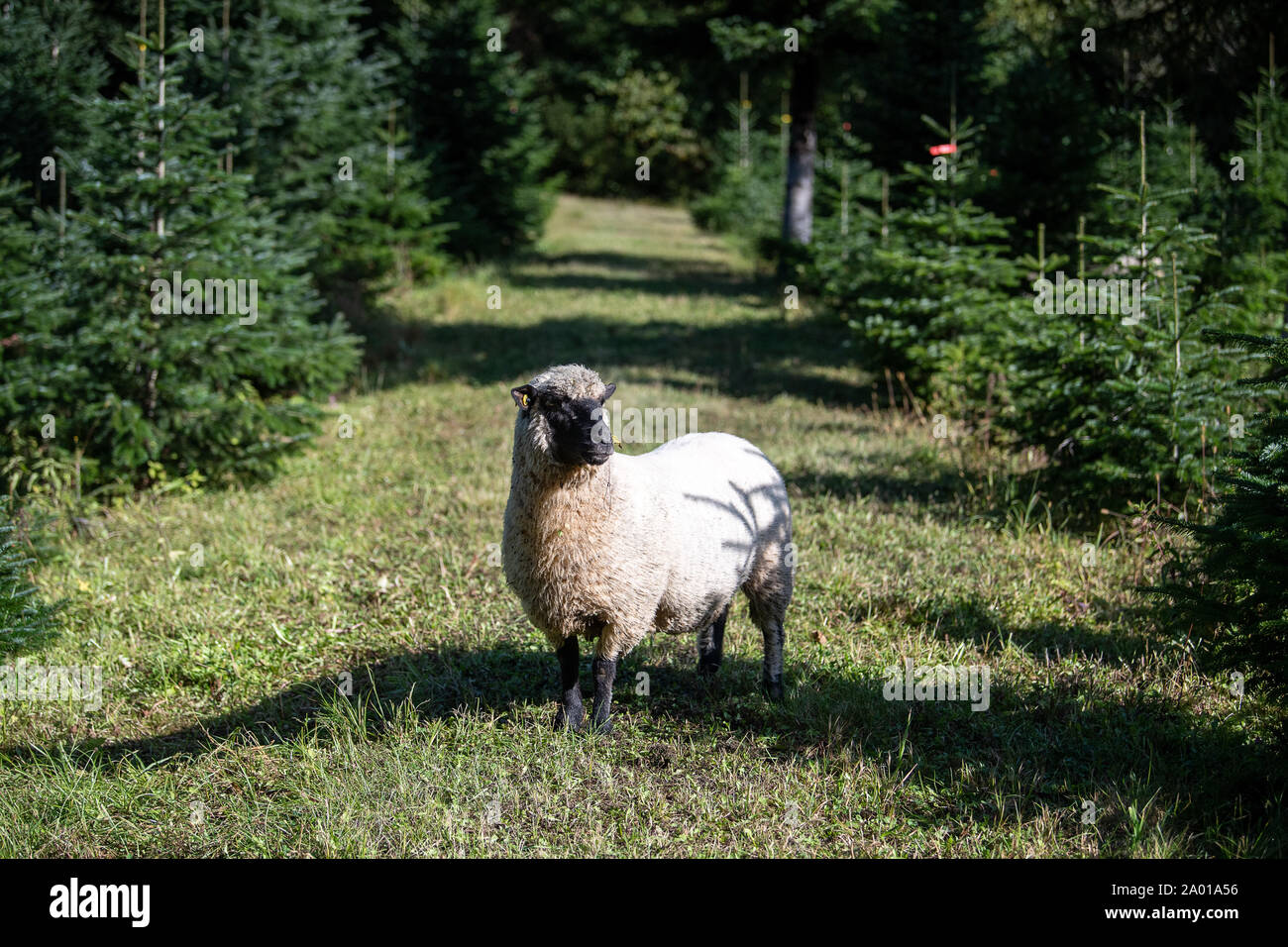 Adelberg, Germany. 19th Sep, 2019. A Shropshire sheep stands between ...