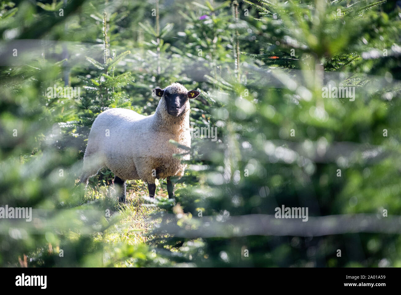 Adelberg, Germany. 19th Sep, 2019. A Shropshire sheep stands between ...