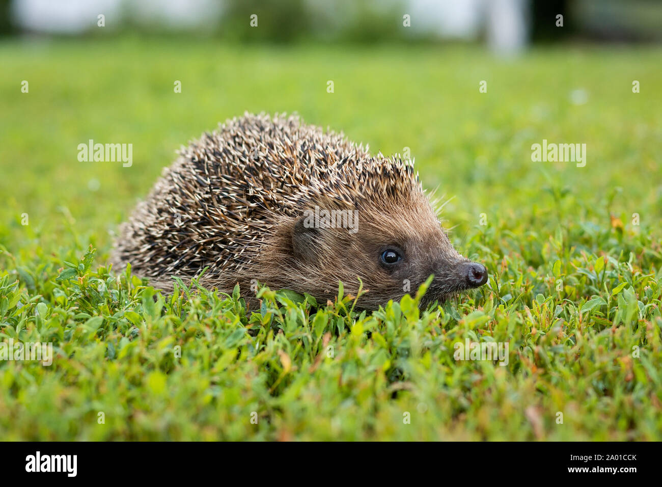 Hedgehogs uk woodland hi-res stock photography and images - Alamy