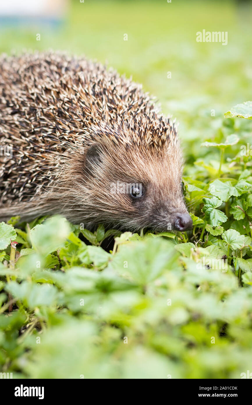 Hedgehog, (Scientific name: Erinaceus europaeus) Wild, native, European ...