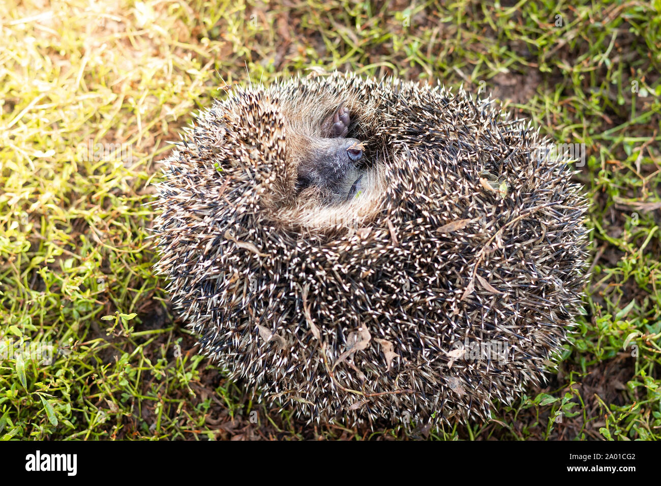 Hedgehog, (Scientific name: Erinaceus europaeus) Wild, native, European ...