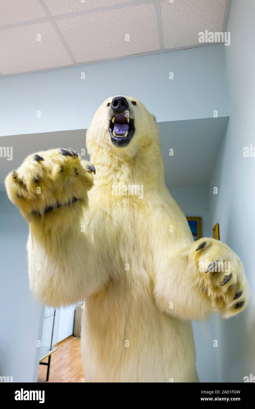 Artic fauna hi-res stock photography and images - Alamy