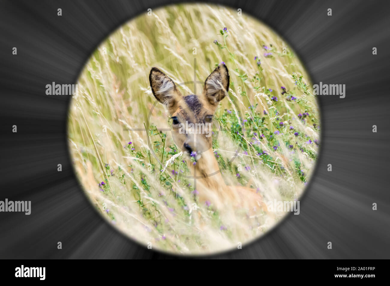 Looking through a rifle scope hi-res stock photography and images - Alamy