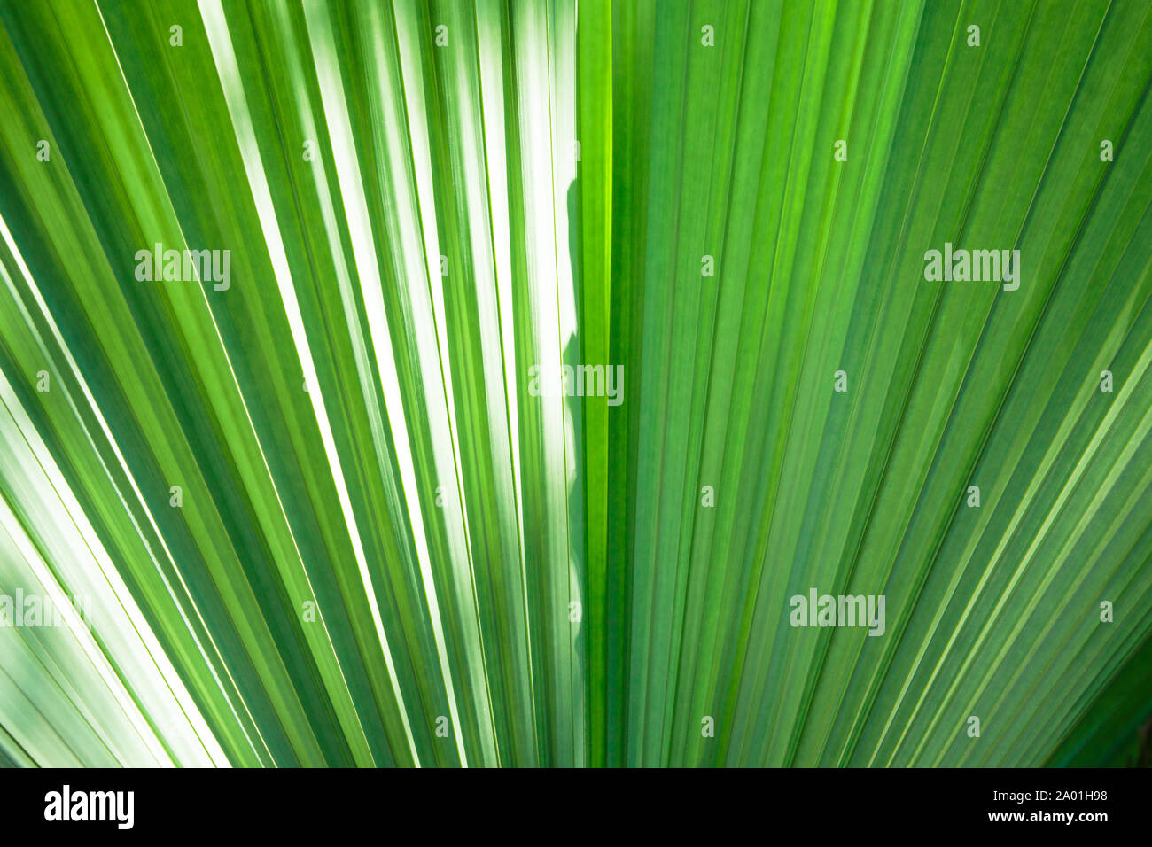 Texture of bright green tropical leaves. Summer vegetative background ...