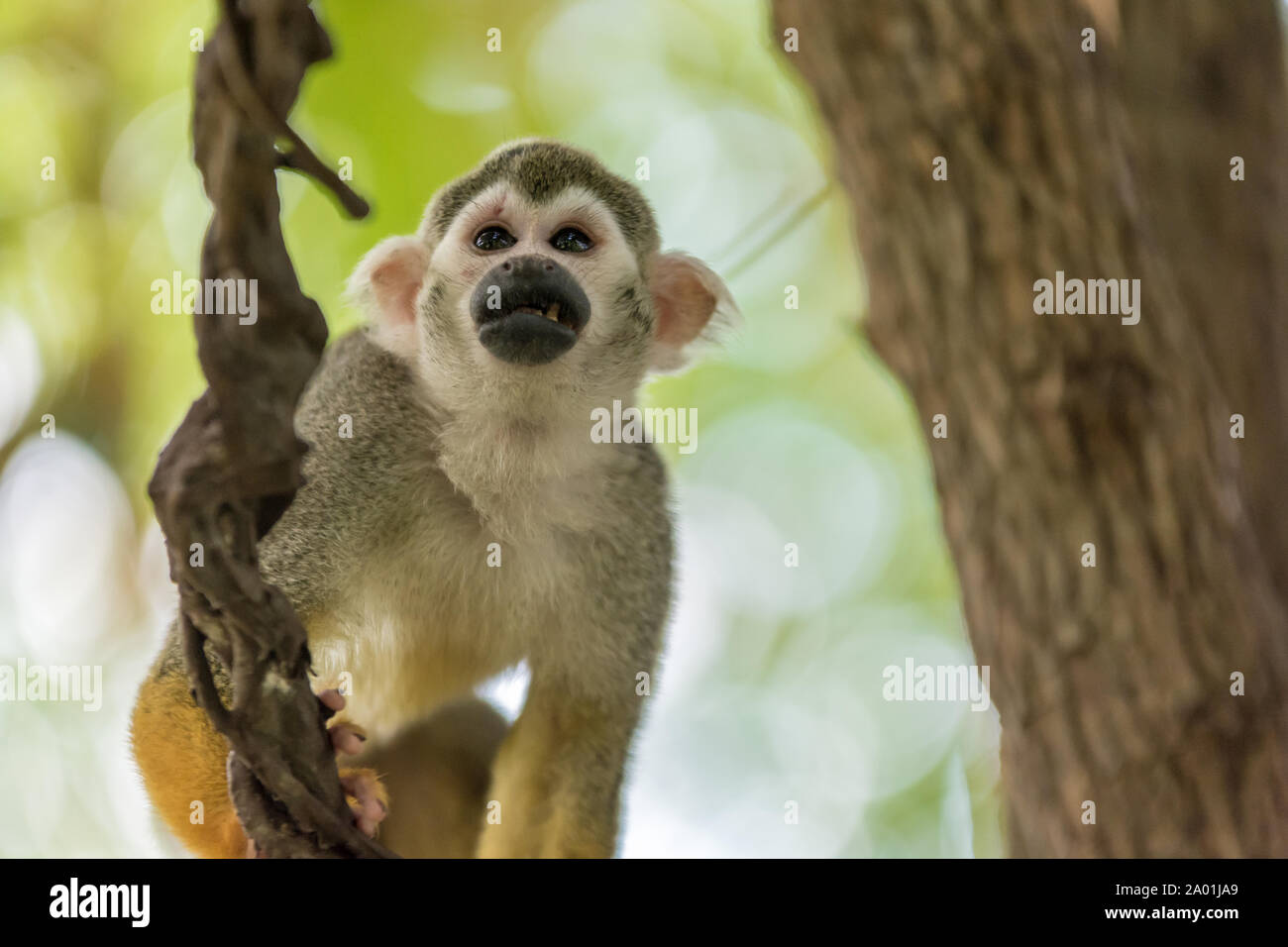 Squirrel monkey climbing in a treetop Stock Photo - Alamy