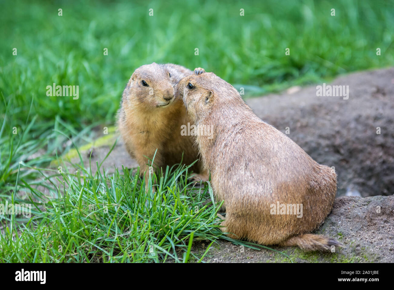 Dog mating hi-res stock photography and images - Alamy
